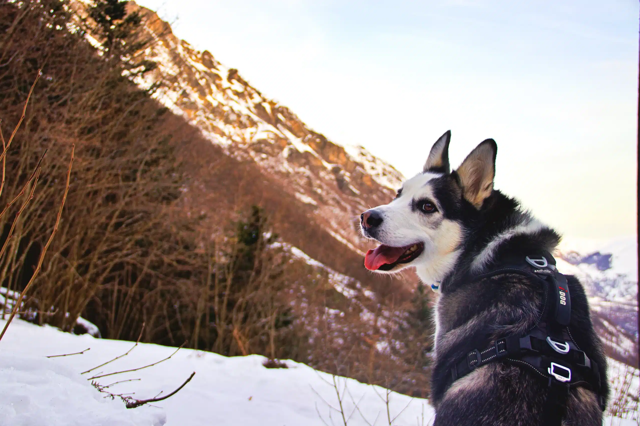 Sortir son chien en hiver : un défi nécessaire pour son bien-être